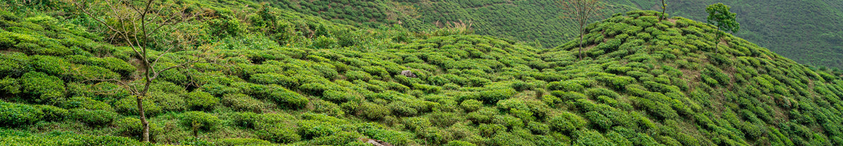 Single Estate Loose Leaf Teas | Darjeeling, Assam | VAHDAM®